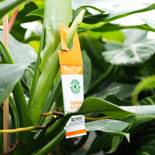 Thrip Control Bundle: Swirskii, Cucumeris, Mighty Mite Predators, Blue - Dragonfli