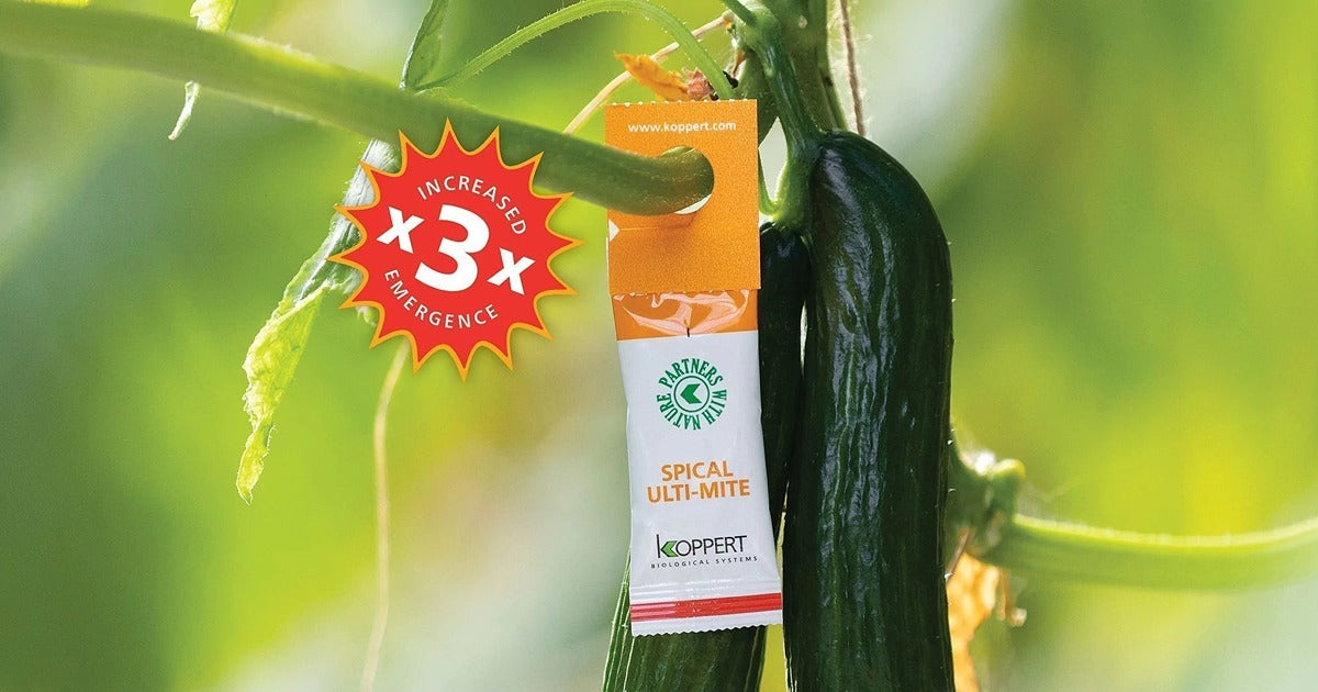 The Benefits Of Premium Foil Predator Mite Sachets Over Paper Predator ...
