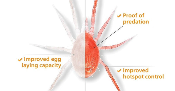 New Colour Changing Spider Mite Predators - Dragonfli