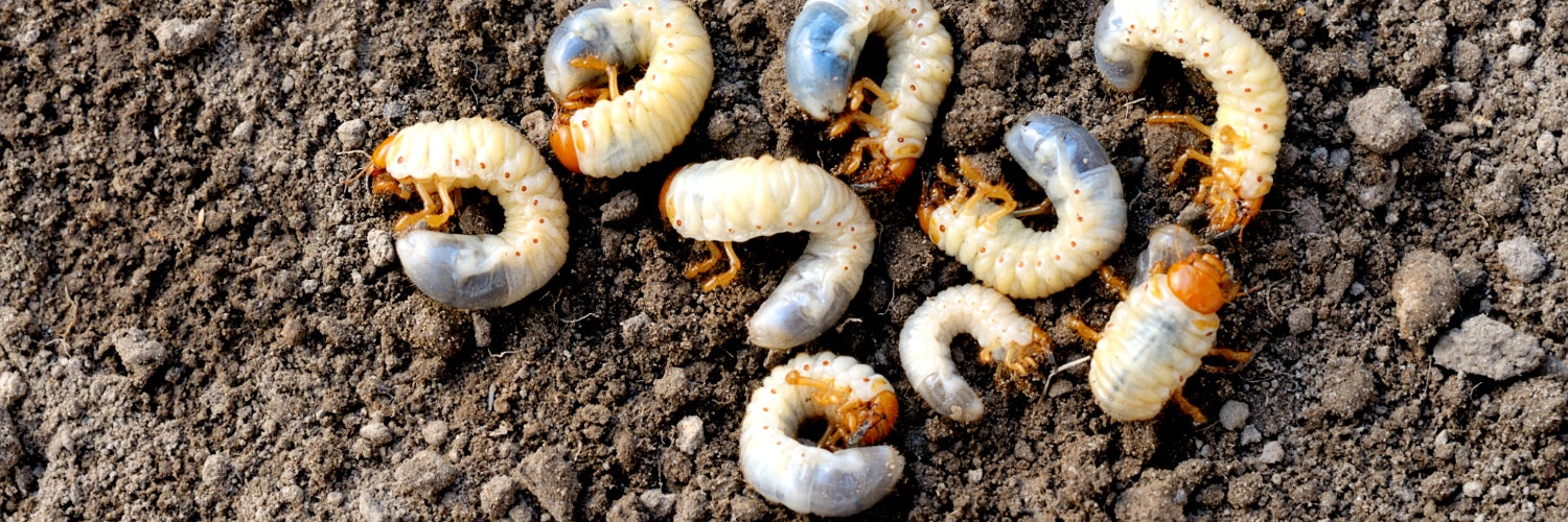 Chafer Grubs - Dragonfli