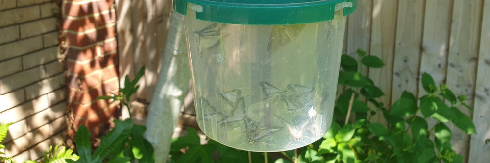 Pheromone & Attractant Traps - Dragonfli