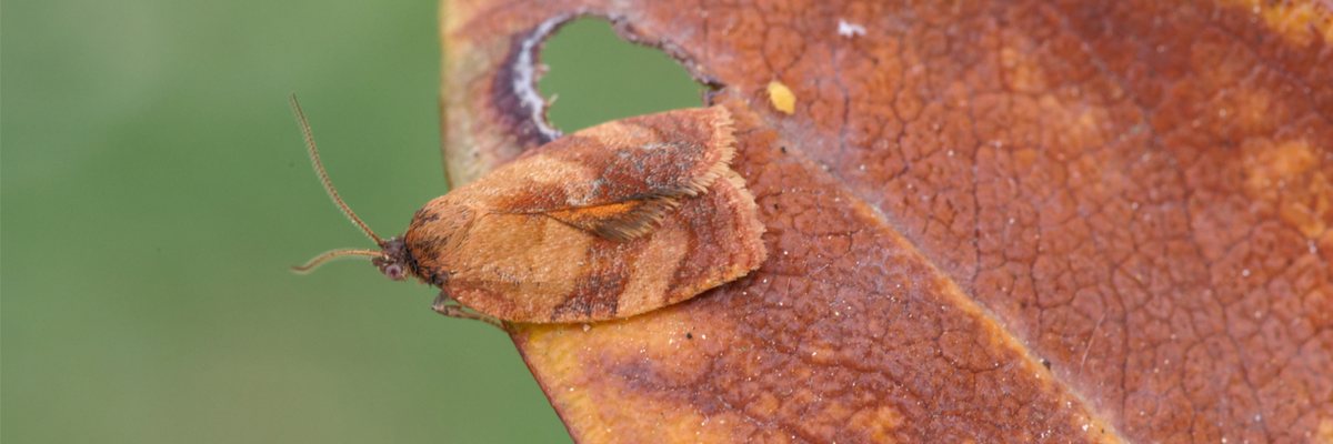 Carnation Tortrix Moth - Dragonfli