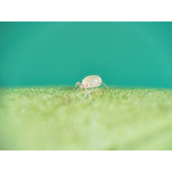 Amblyseius andersoni Sachets - Cold Tolerant Predatory Mites - Use Aga ...