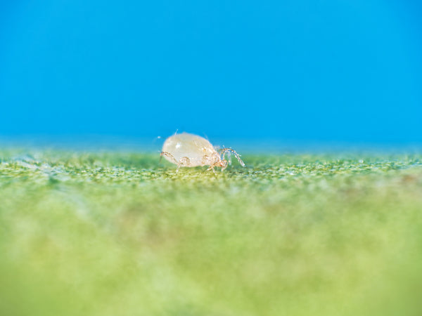 Amblyseius andersoni Sachets - Cold Tolerant Predatory Mites - Use Aga ...