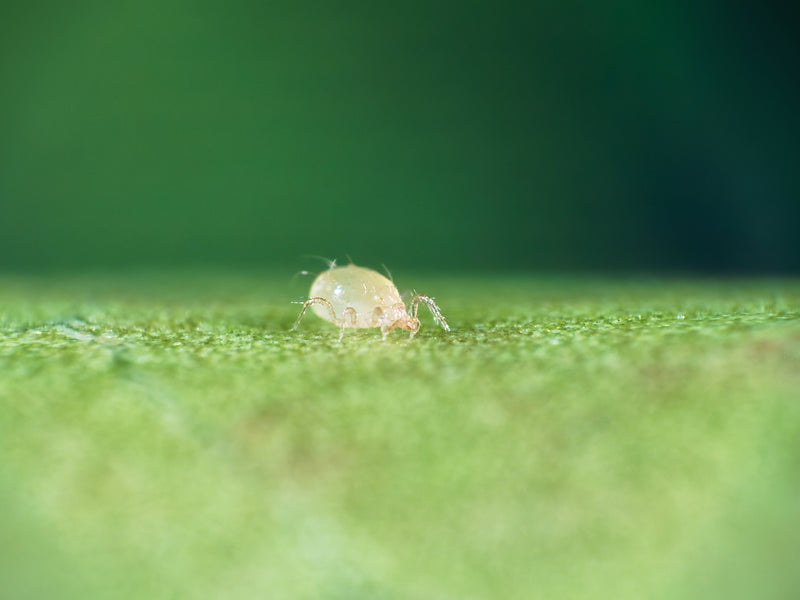 Amblyseius andersoni Sachets - Cold Tolerant Predatory Mites - Use Aga ...