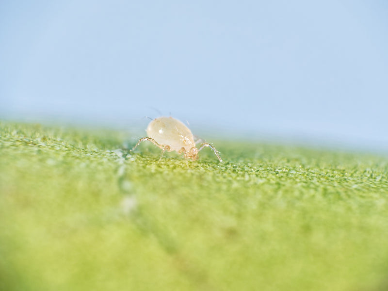Amblyseius andersoni Sachets - Cold Tolerant Predatory Mites - Use Aga ...