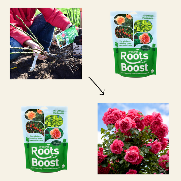 Roots Boost Mycorrhizal Fungi Granules - Dragonfli