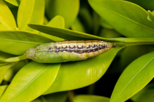 Box Tree Caterpillar / Box Tree Moth - Dragonfli