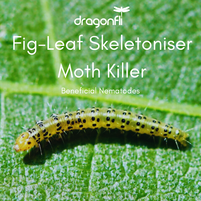 Fig-Leaf Skeletoniser Moth Killer Nematodes - Dragonfli