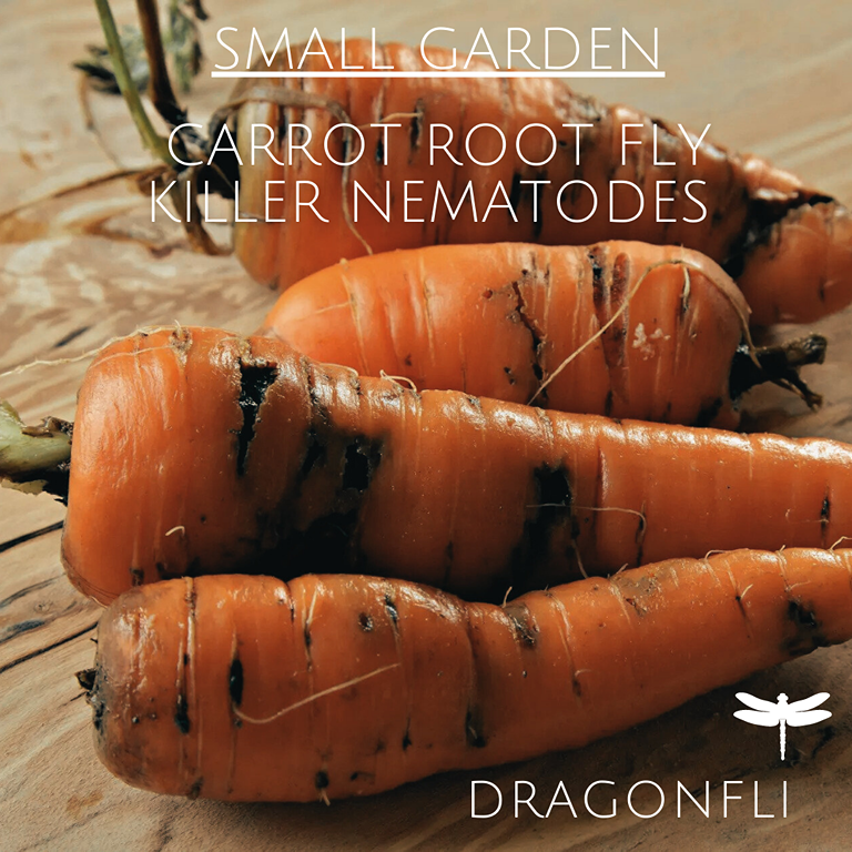 Small Garden Range - Dragonfli
