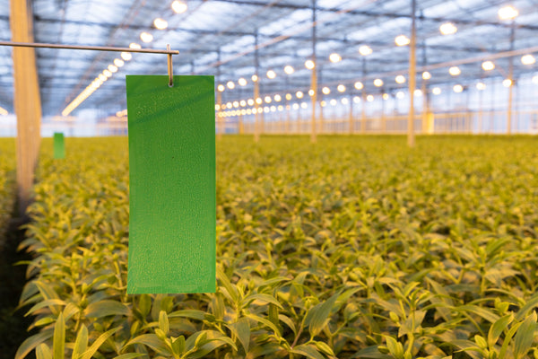 Green Sticky Insect Traps 10x25cm (Pack of 10) - Dragonfli