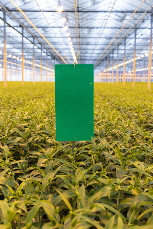 Insect Traps - Dragonfli