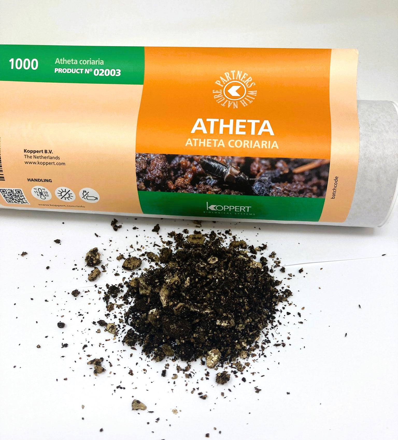 Fungus Fly Killer Beetles - Atheta coriaria - Dragonfli