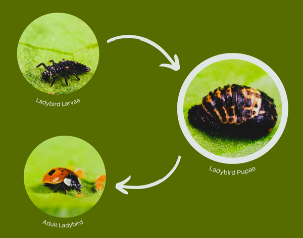Ladybird Family Bundle: 25 Ladybird Adults & 100 Ladybird Larvae ...