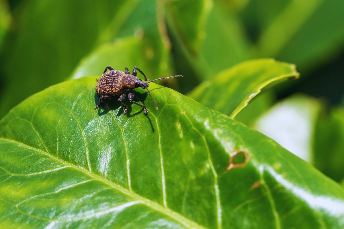 Biological Pest Control For Effective, Natural & Organic Gardening