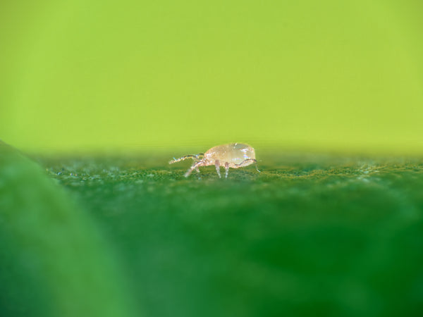 Buy Thrip Killer Mites - Amblyseius cucumeris Biological Control UK ...