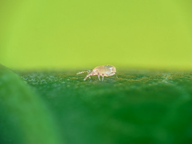 Buy Thrip Killer Mites - Amblyseius cucumeris Biological Control UK ...