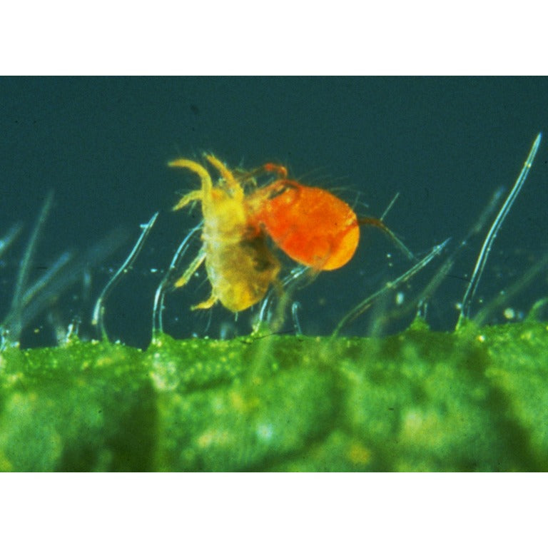 Spidex Vital Plus - Curative Spider Mite Control Sachets - Dragonfli