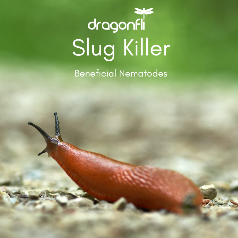 Slug Killer Nematodes - Phasmarhabditis sp. - Dragonfli