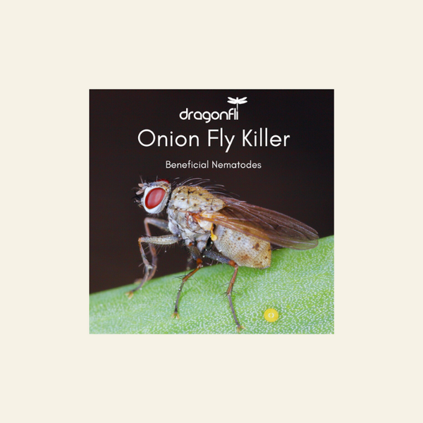 Onion Fly Killer Nematodes - Dragonfli