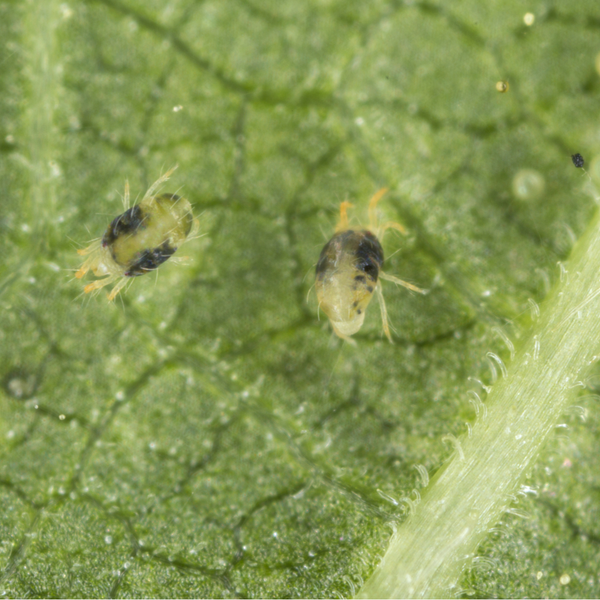 Spider Mite Killer Control - Amblyseius Andersoni Predators - Dragonfli