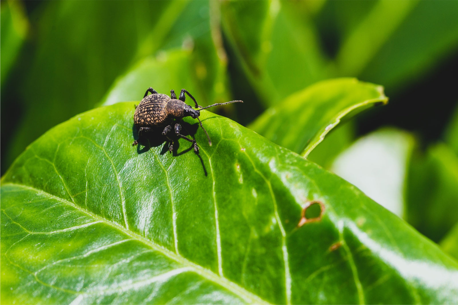 Biological Pest Control For Effective, Natural & Organic Gardening