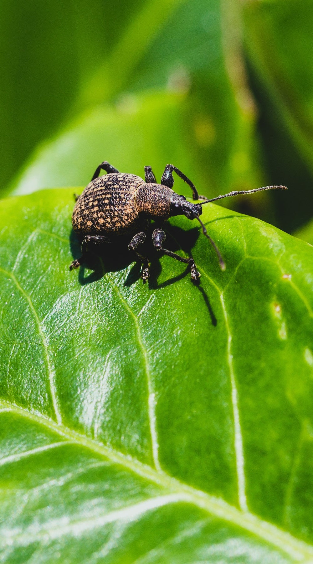 Biological Pest Control For Effective, Natural & Organic Gardening