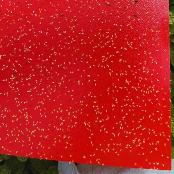 Pack of 10 Large Red Sticky Traps 20 x 25cm (Wet-Stick Glue) - Dragonfli