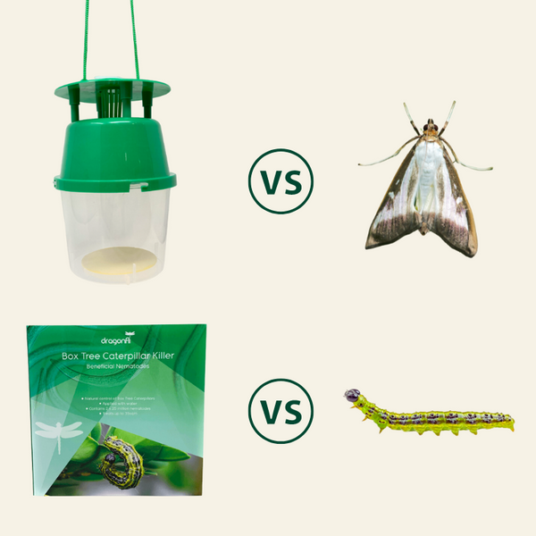 Box Tree Caterpillar Nematodes & Box Tree Moth Trap Bundle - Dragonfli