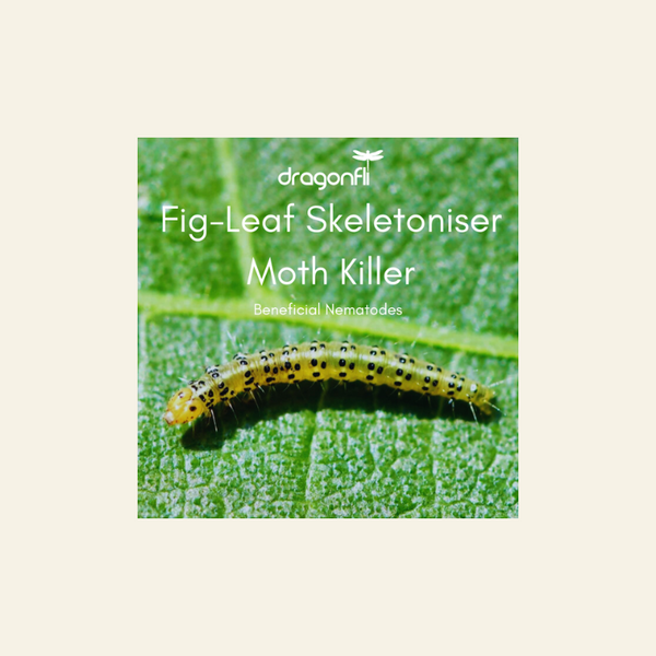 Fig-Leaf Skeletoniser Moth - Dragonfli