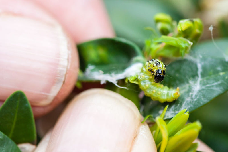 Small Garden Box Tree Caterpillar Killer Nematodes - Dragonfli
