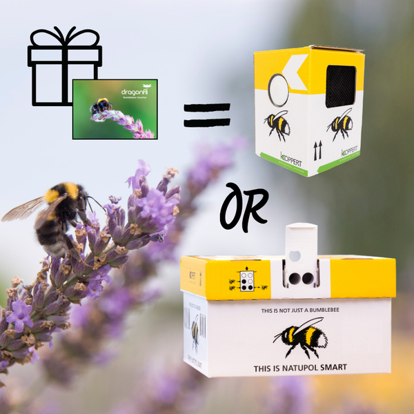 Live Bumblebees Colony Beepol Large Hive Gift Voucher - Dragonfli