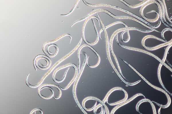 NemAssist - Nematode Additive: Improve Nematode Applications On Leaves ...