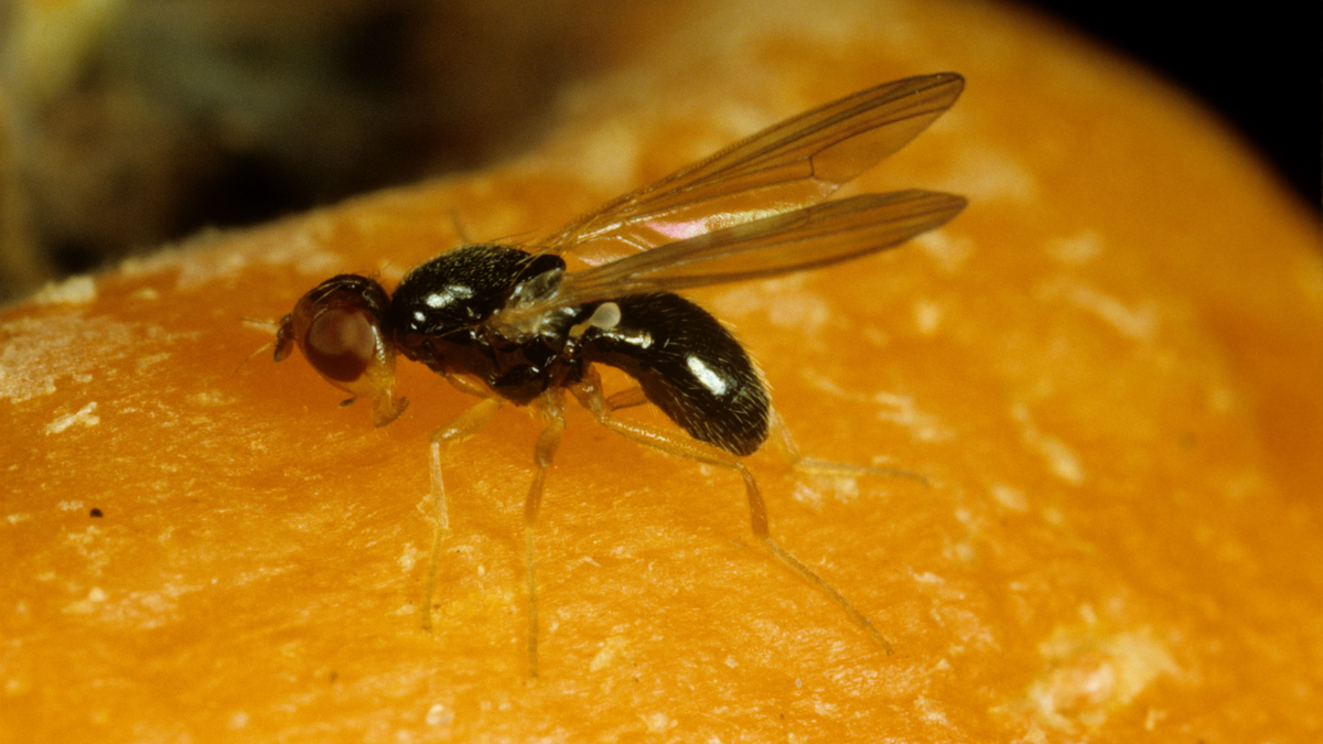 Biological Pest Control For Effective, Natural & Organic Gardening