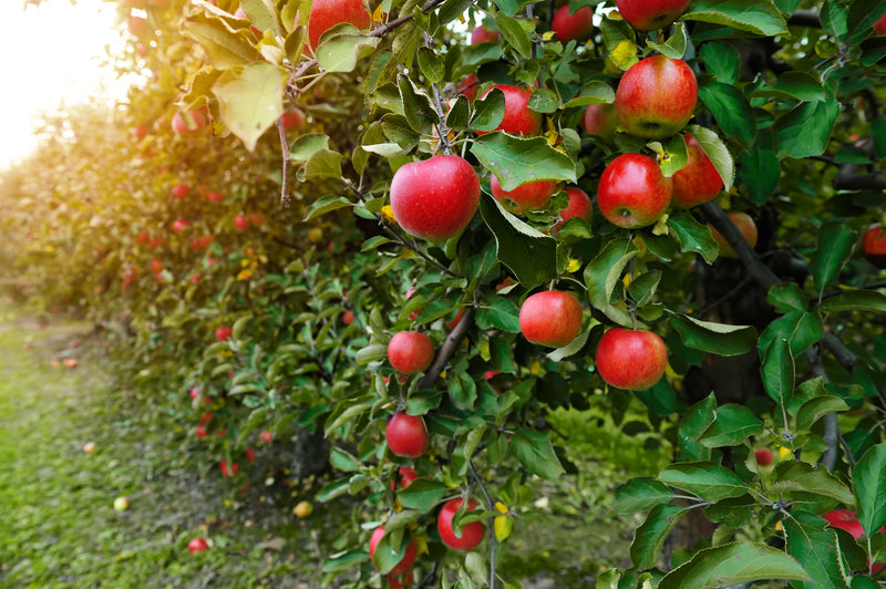 Codling Moth Killer - Naturally Kill Codling Moth & Protect Apple Trees ...