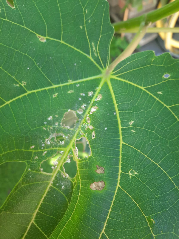Fig-Leaf Skeletoniser Moth Killer Nematodes - Dragonfli