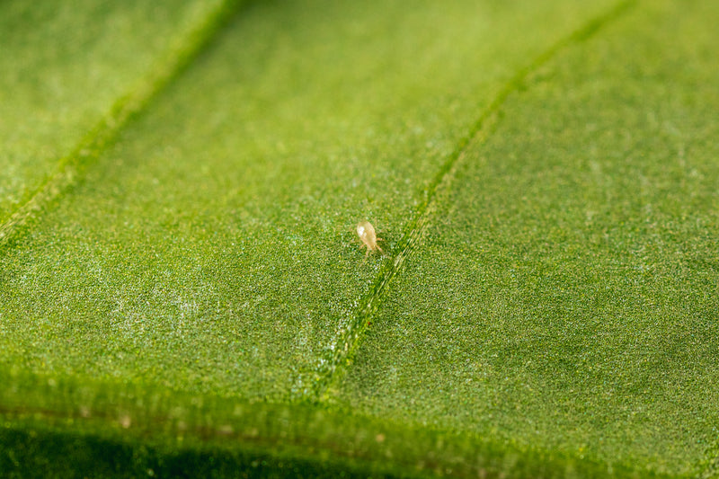 Amblyseius andersoni Sachets - Cold Tolerant Predatory Mites - Use Aga ...