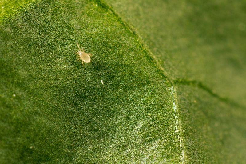 Amblyseius andersoni Sachets - Cold Tolerant Predatory Mites - Use Aga ...