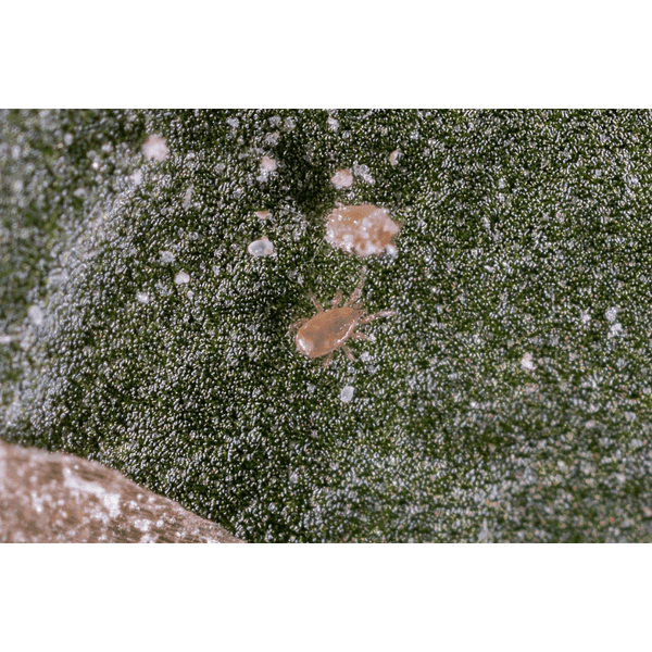 Buy Thrip Killer Mites - Amblyseius cucumeris Biological Control UK ...