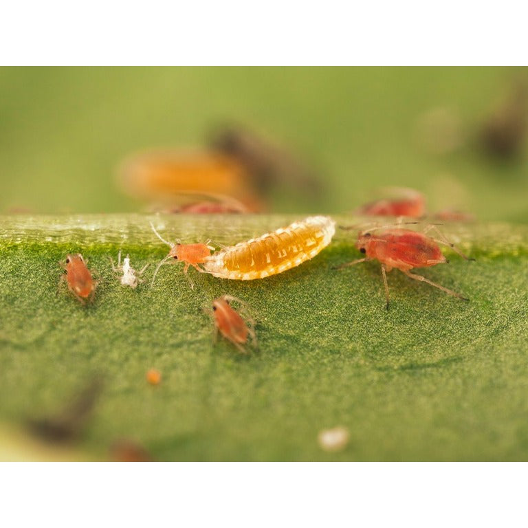 Aphid Killer - Aphidoletes aphidimyza - Dragonfli