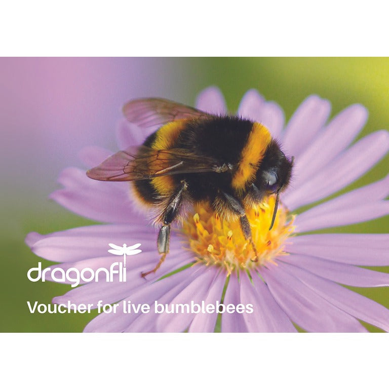 British Bees - Dragonfli