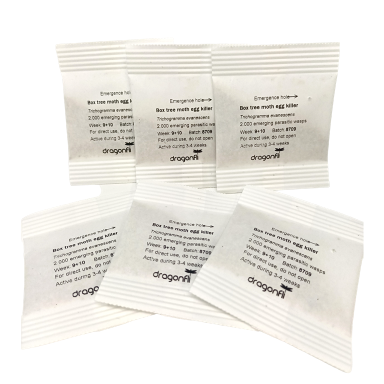 Box Tree Caterpillar / Box Tree Moth - Dragonfli