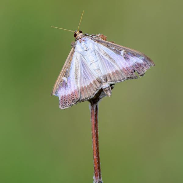 Box Tree Moth Control & Recovery Bundle - Dragonfli