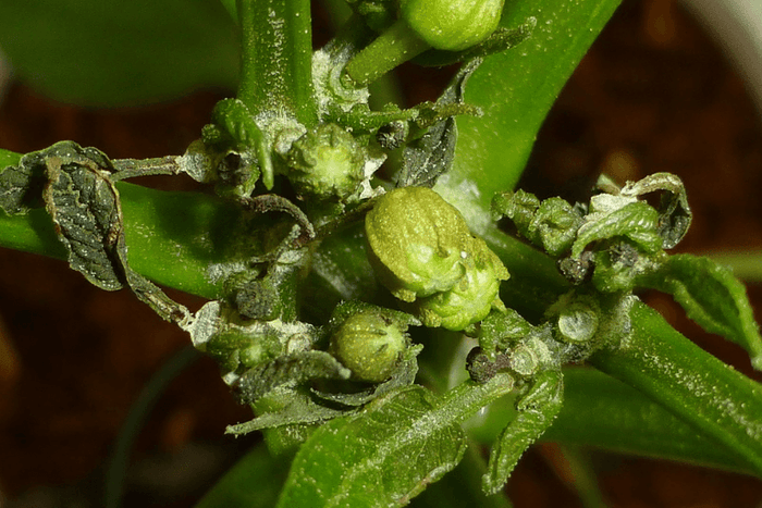 Broad Mite Pest Control - Biological Control Dragonfli