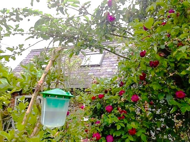 Codling Moth Pheromone Trap - Dragonfli