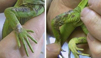 Taurrus Snake & Reptile Mite Predators - Dragonfli