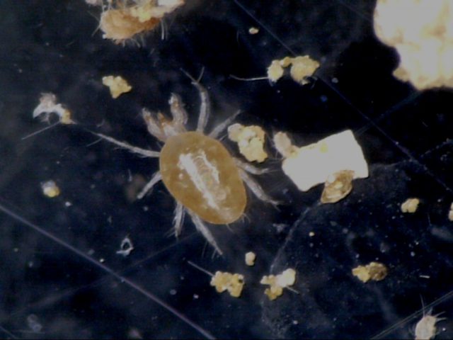 Taurrus Snake & Reptile Mite Predators - Dragonfli